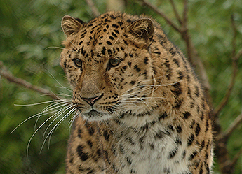 Saving the Amur Leopard, the World’s Most Endangered Big Cat