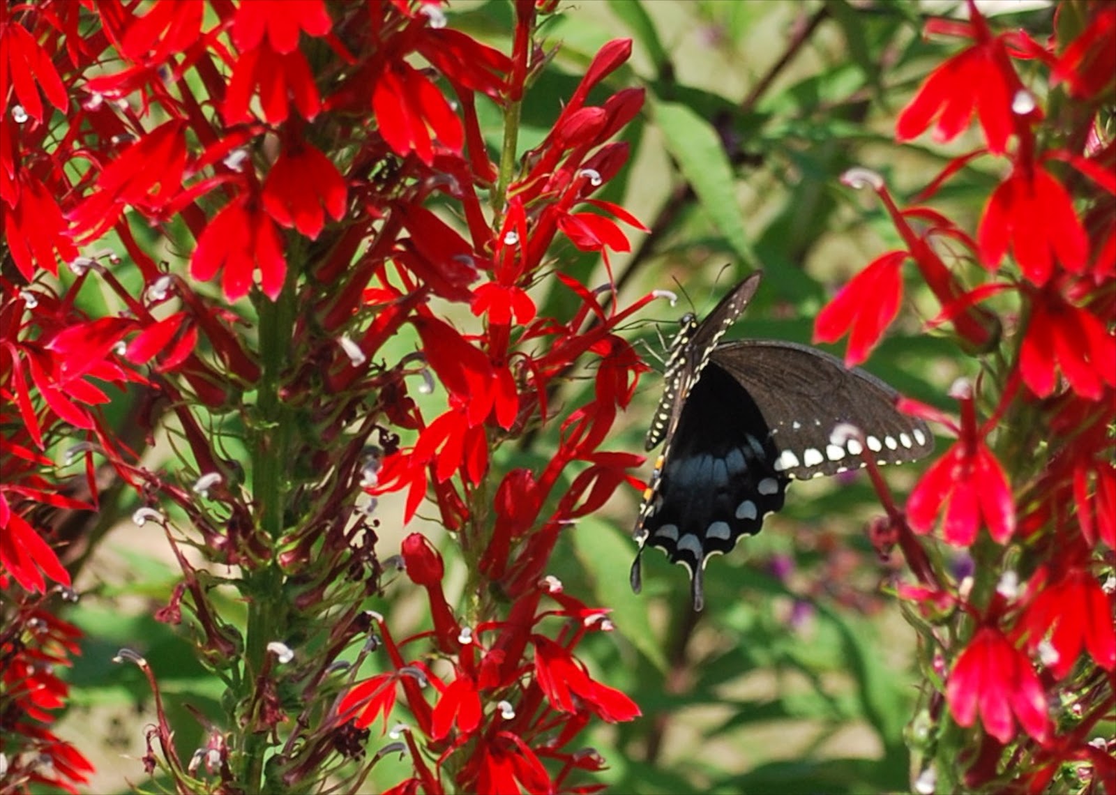 These Flowers Will Do Best In Your Garden In The Great State Of Ohio