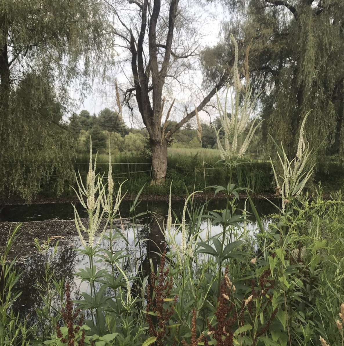 These Flowers Will Do Best In Your Garden In The Great State Of Ohio