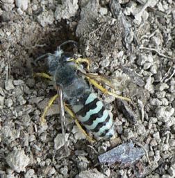 Cascadia Venom Collection