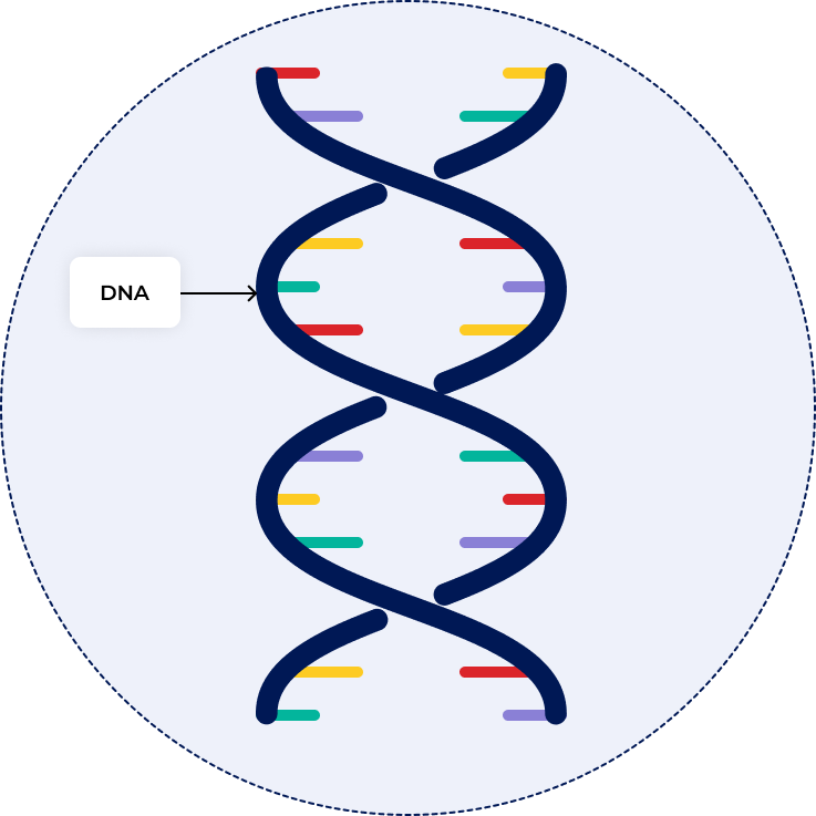 mRNA 101 | CANImmunize Knowledge Centre