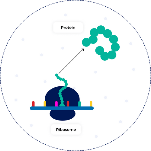 mRNA 101 | CANImmunize Knowledge Centre