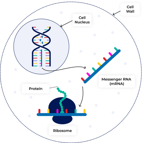 mRNA 101 | CANImmunize Knowledge Centre