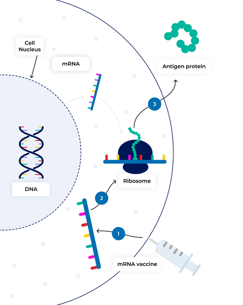 mRNA 101 | CANImmunize Knowledge Centre