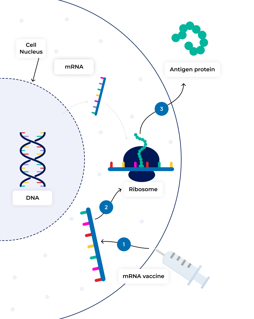 mRNA 101 | CANImmunize Knowledge Centre