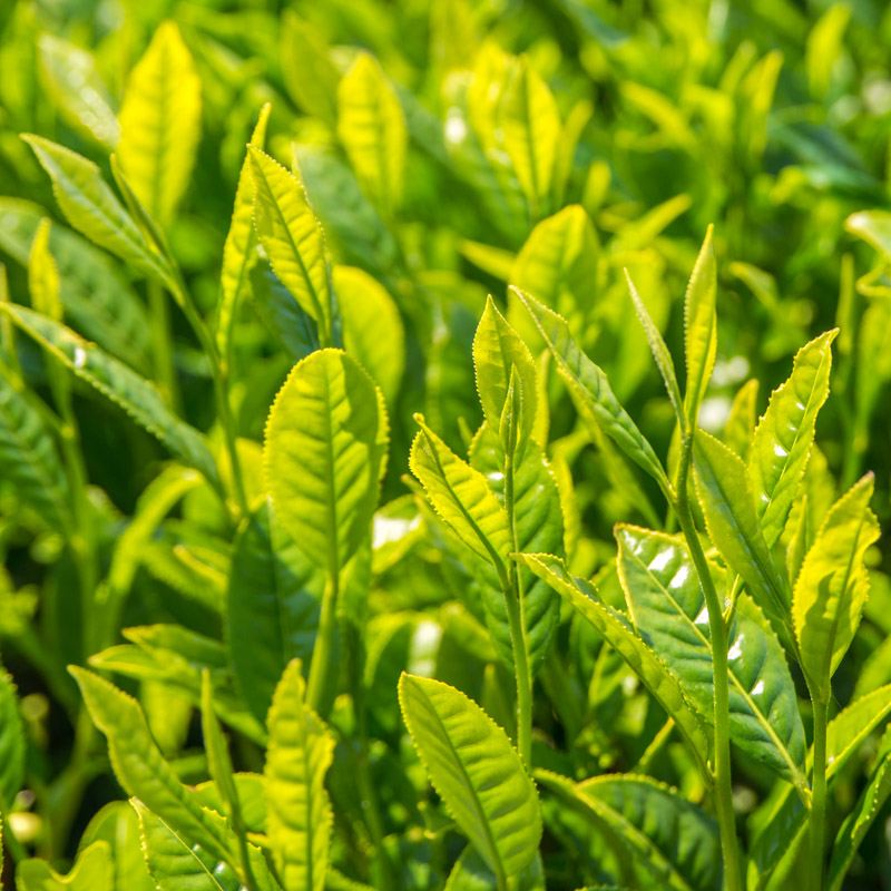 IKKYU - Premium Japanese Green Tea