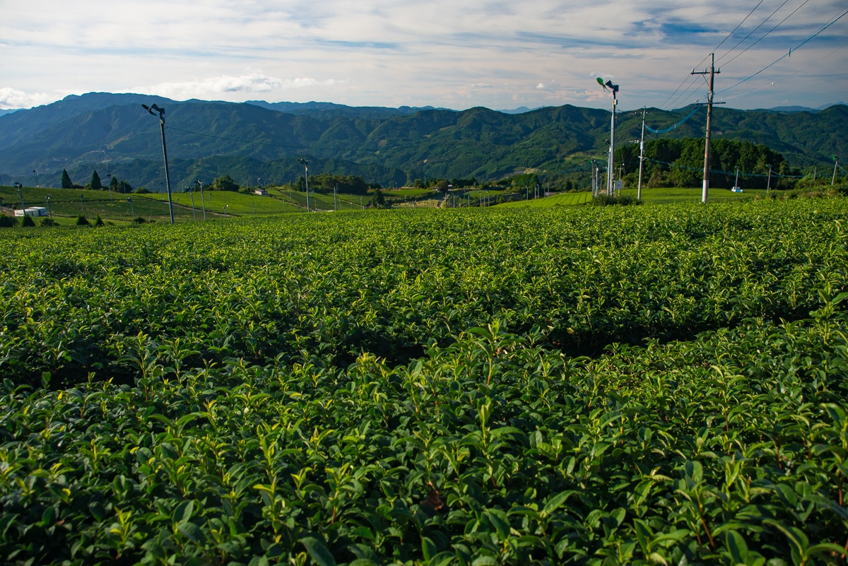 Yame - The secrets of the hidden green tea valley