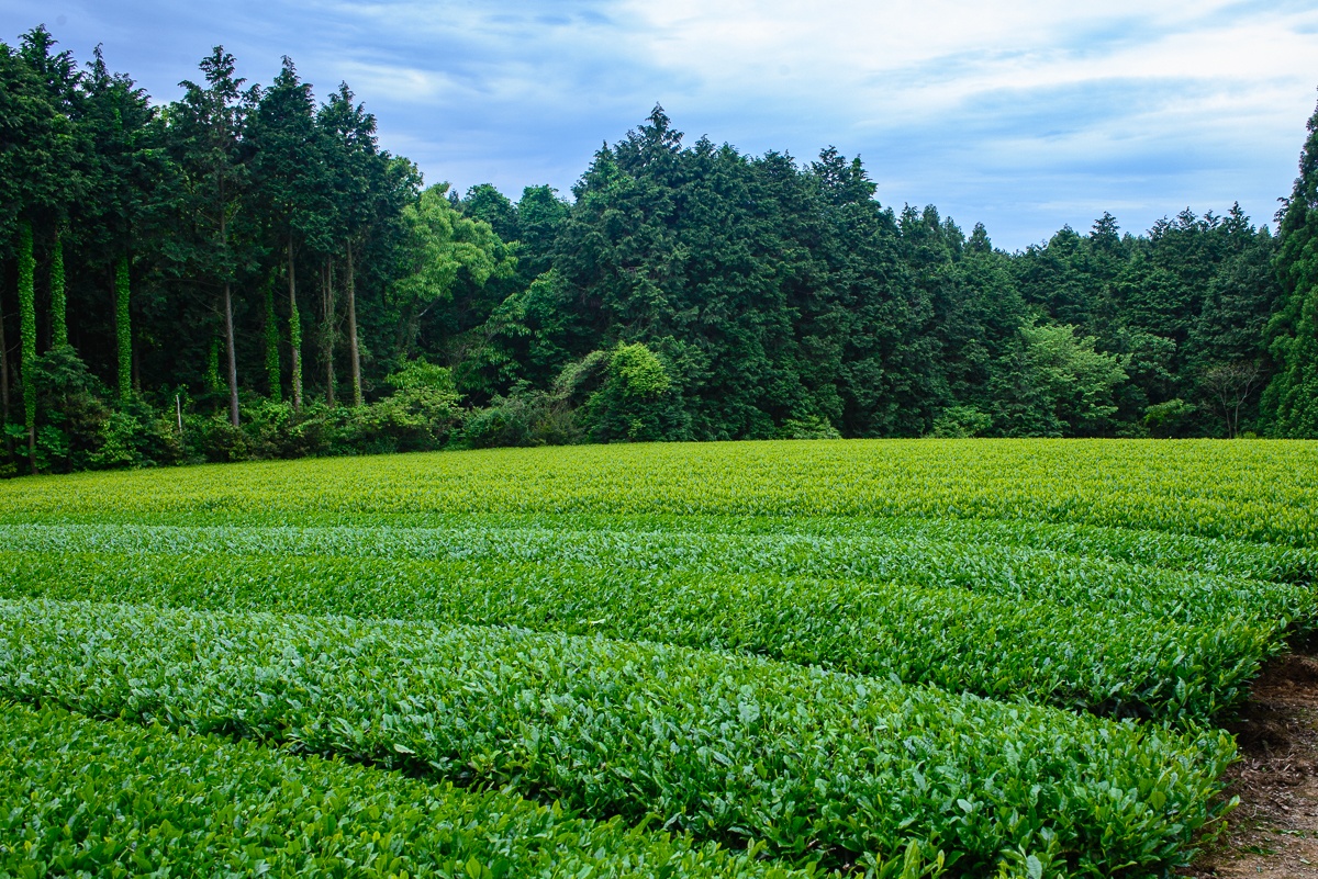 Yame - The secrets of the hidden green tea valley