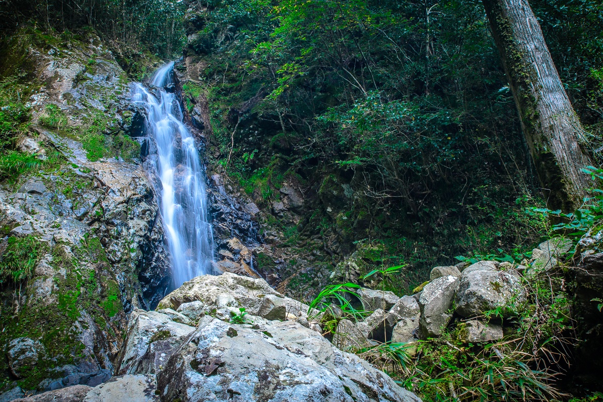 Yame - The secrets of the hidden green tea valley