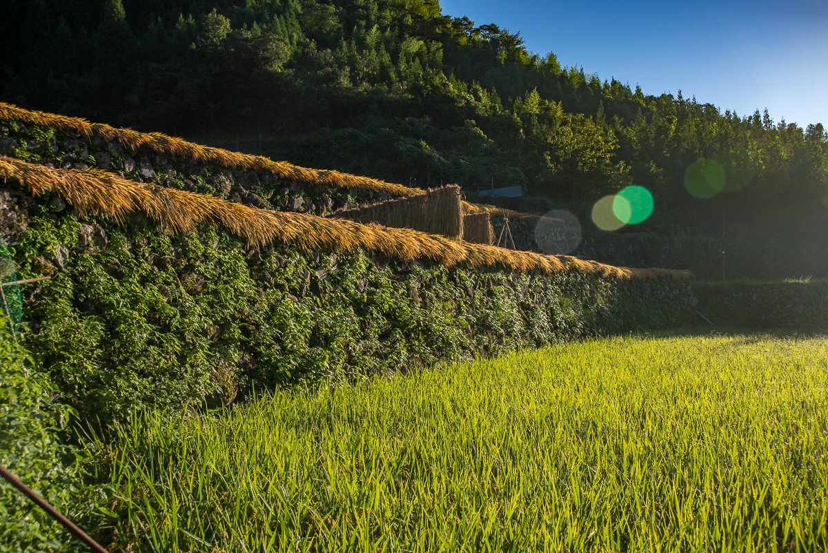 Yame - The secrets of the hidden green tea valley