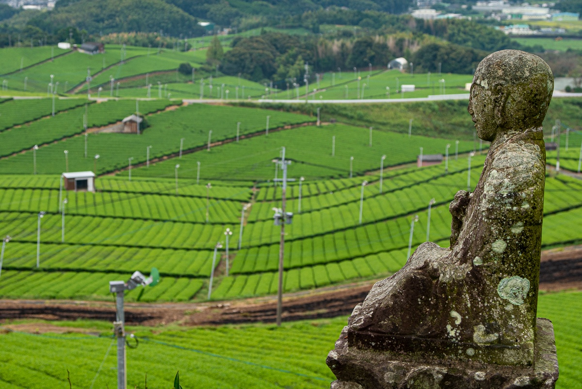 Yame - The secrets of the hidden green tea valley
