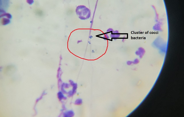 Taking a closer look at skin disease. Why do cytology? | Apr 20, 2018 ...