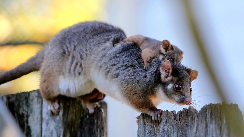 Creating a Possum Friendly Garden | Monkey Conveyancing Blog