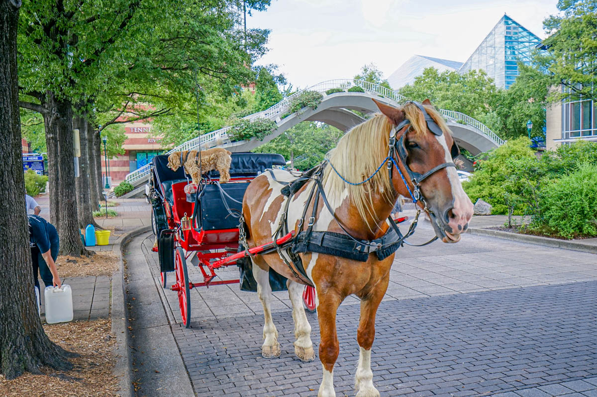 Horse Carriage Rides - CHA.Guide