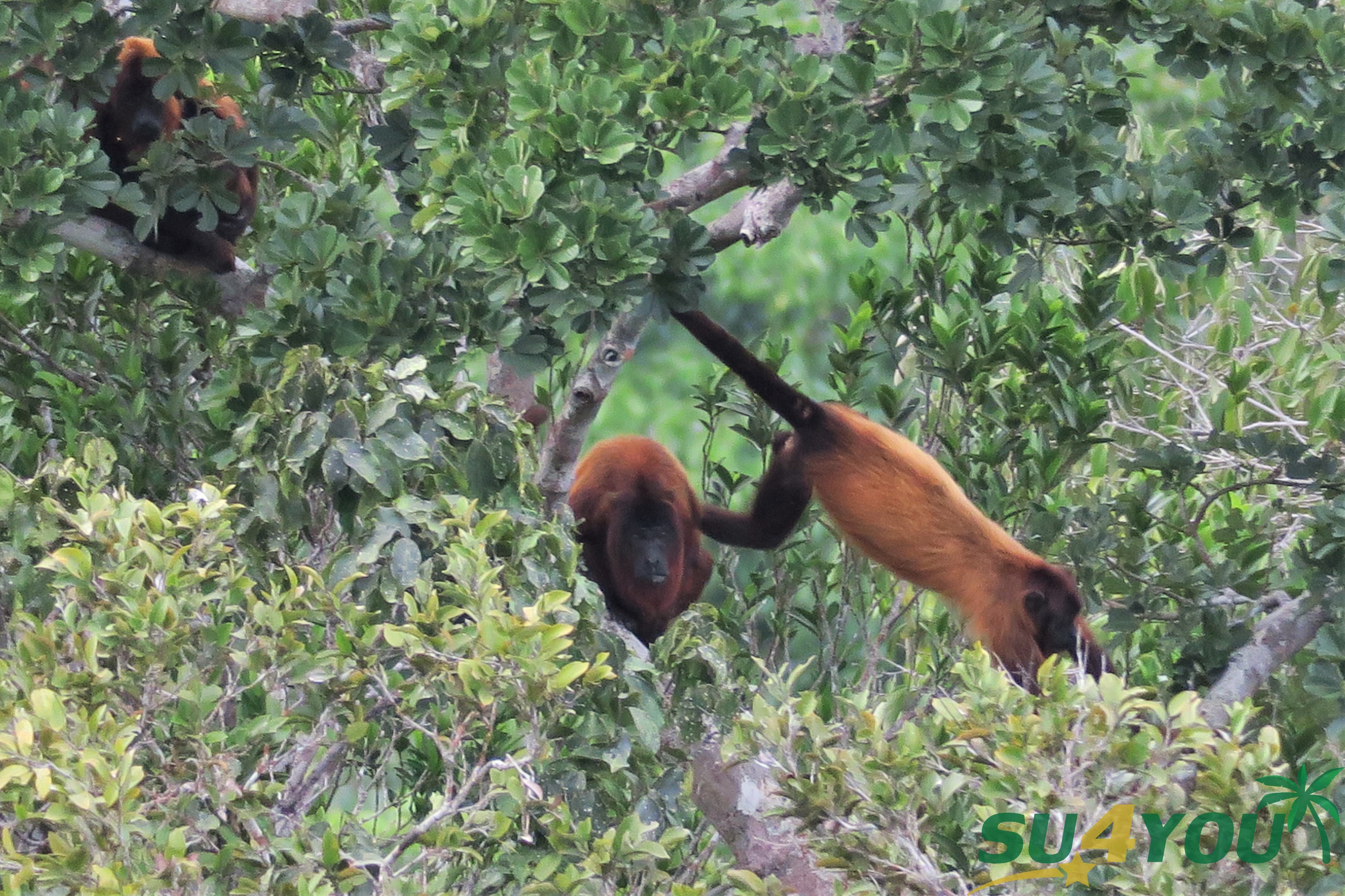 Dick's dieren in Suriname: de rode brulaap