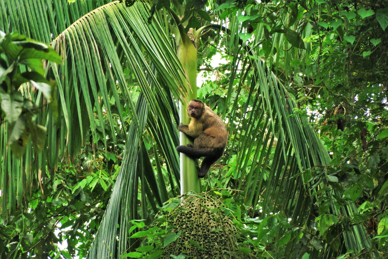 Dick's dieren in Suriname: de verschillende apen soorten