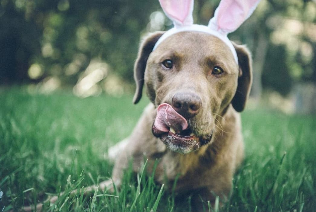 Stallholders | Emu Plains Market | Fresh Produce & Craft Market ...