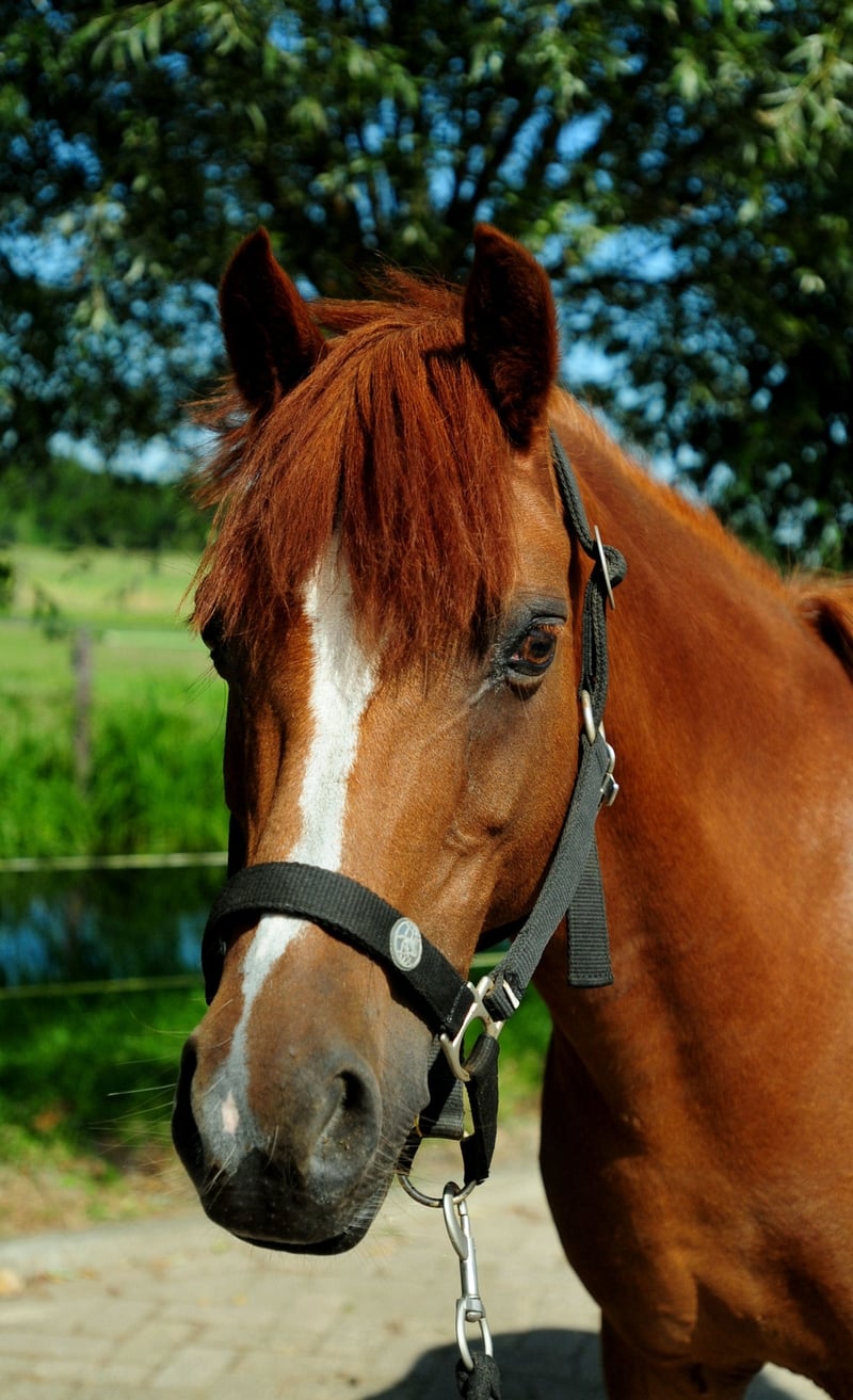 Manege de Prinsenstad | Manegepaarden & Pony's