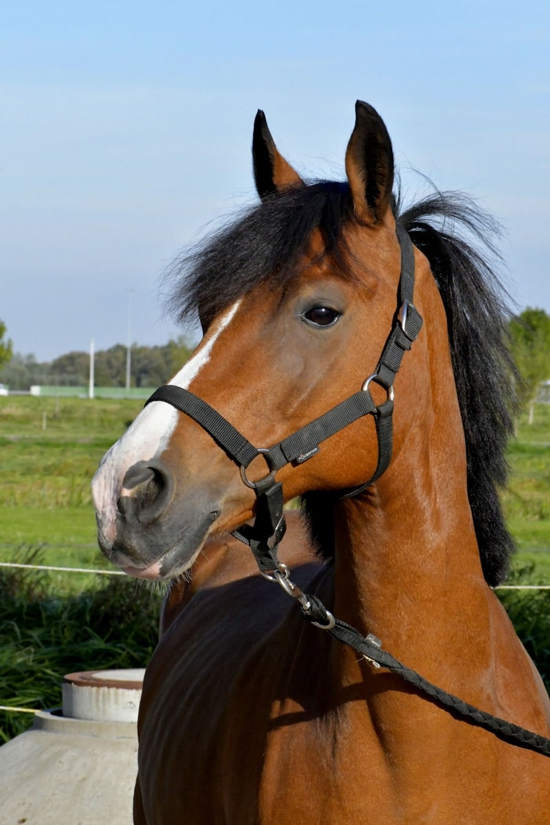 Manege de Prinsenstad | Manegepaarden & Pony's