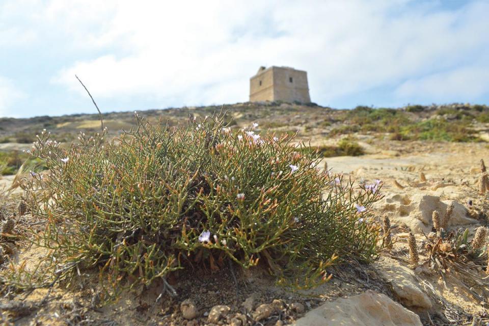 Endemic Plants and flowers of Malta