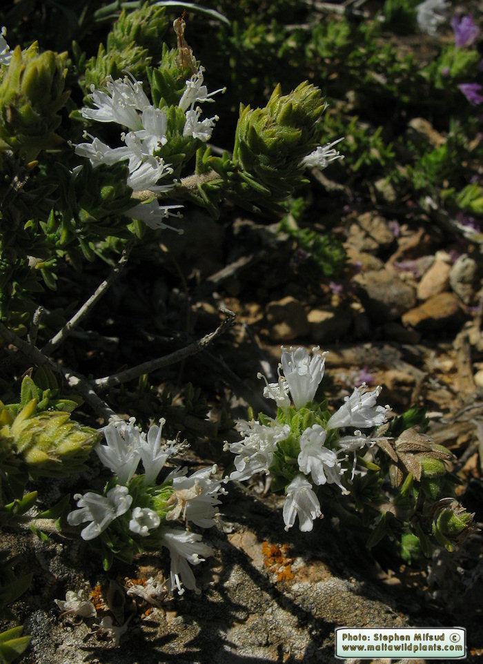 Endemic Plants and flowers of Malta