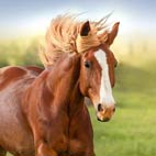 Contact ProFence, Farm Fence Company in Shippensburg, PA