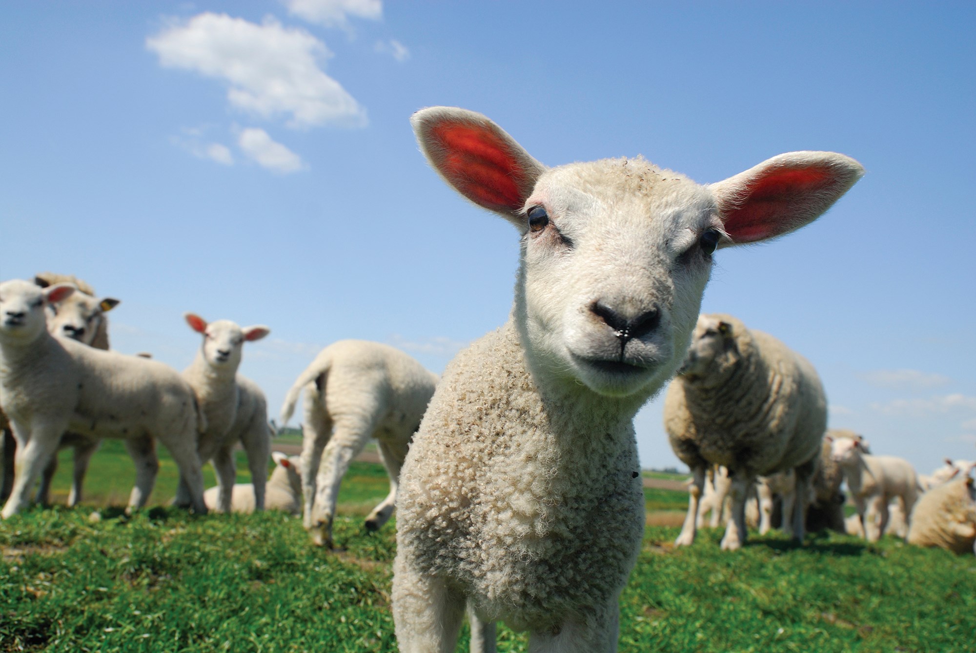 What Is Feed My Sheep at Alana Walden blog