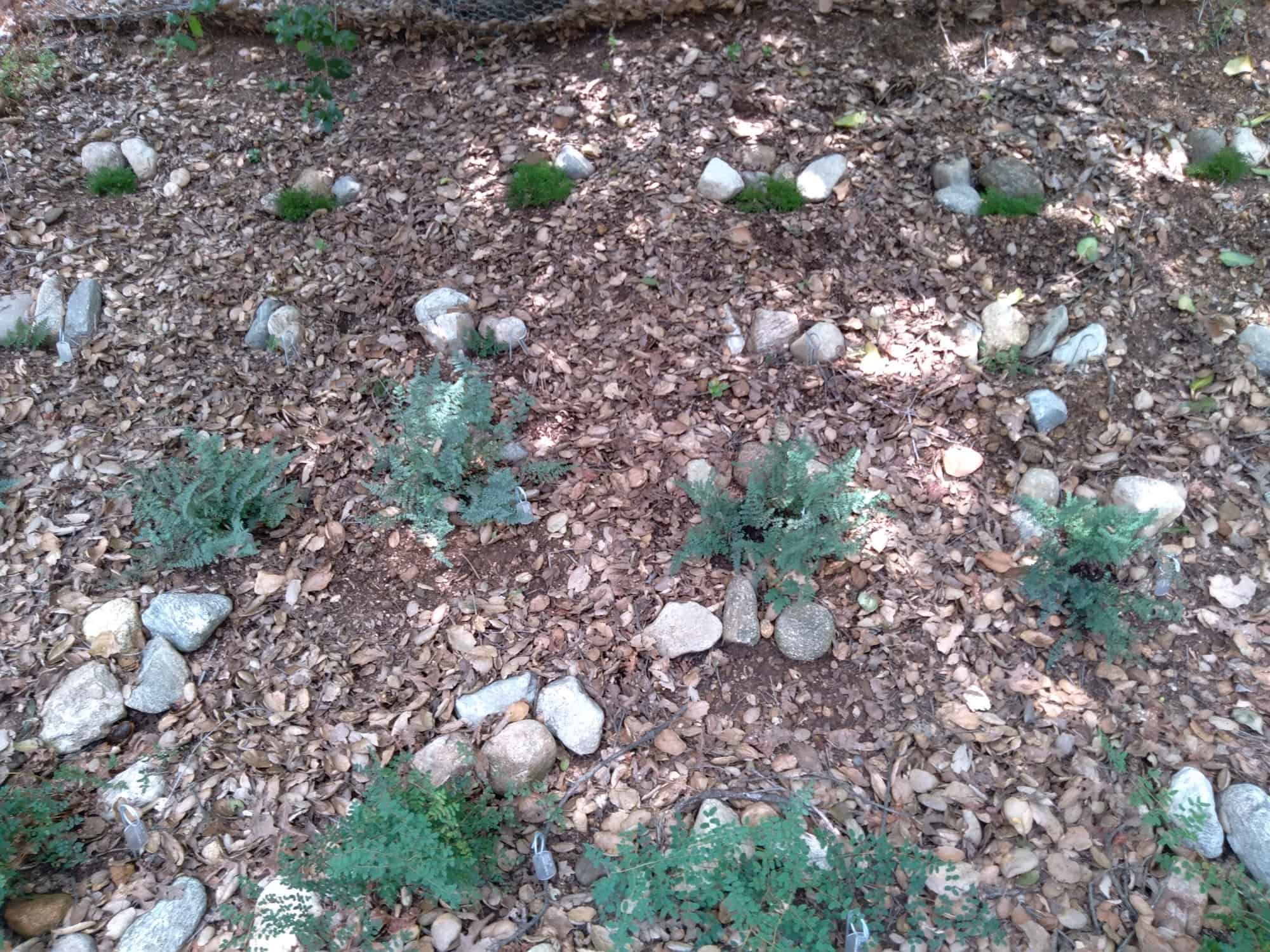 Chaparral Fern Project