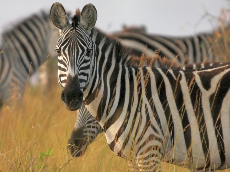 Zebra - A fascinating animal with some unique traits...