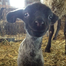 Bridget Morgan - Webflow