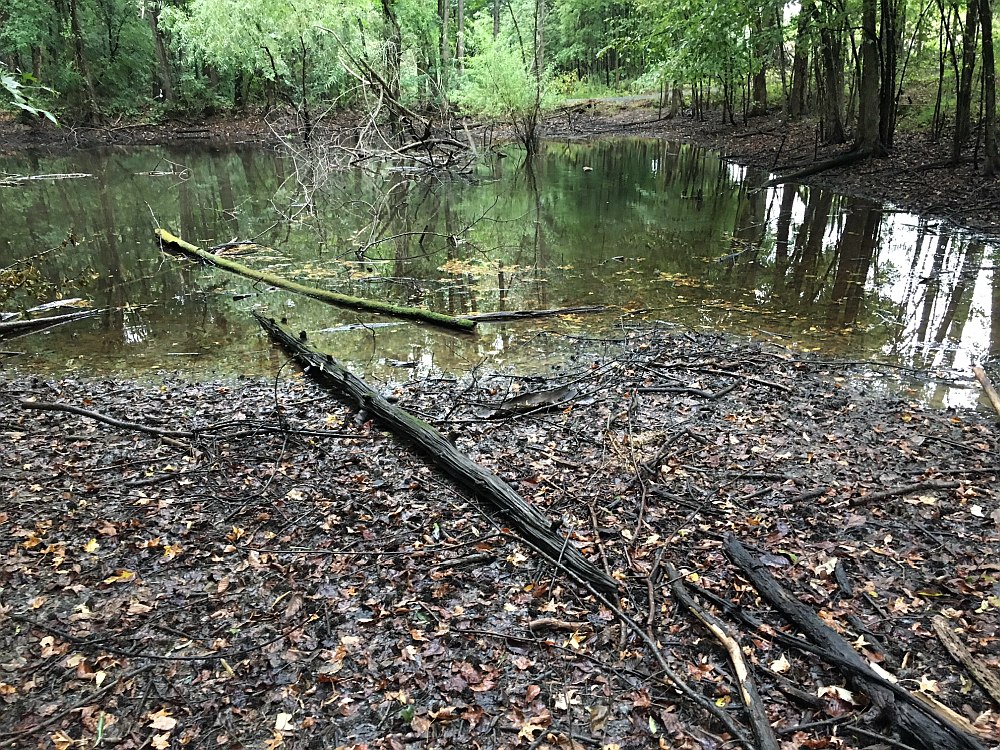 Wetlands Determination and Delineation | Geological Resources Inc.