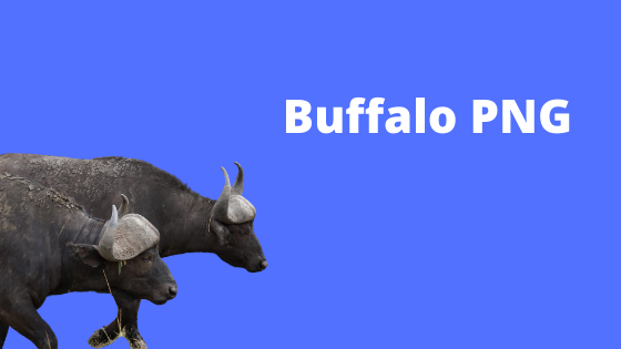 +50 Transparent Background Buffalo PNG Image For Free