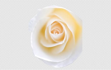 +50 Transparent Background Rose PNG Image For Free