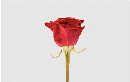 +50 Transparent Background Rose PNG Image For Free