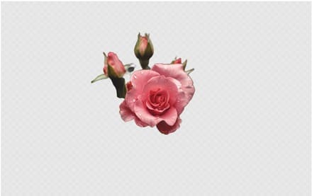 +50 Transparent Background Rose PNG Image For Free
