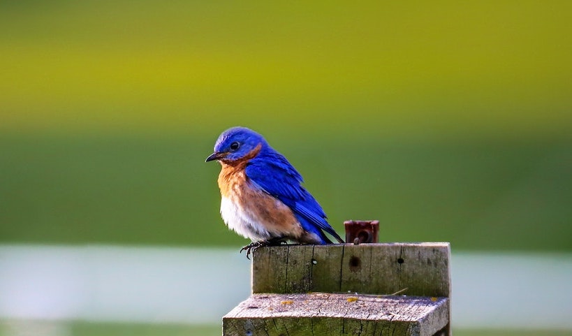 +50 Bird Colors Palette with HEX Codes - Eggradients.com