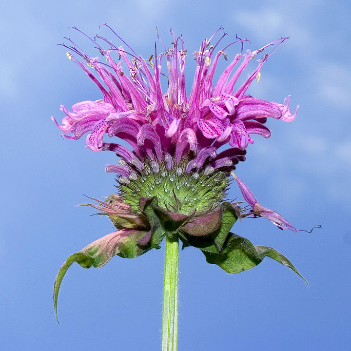 +100 Purple Things: Discover Nature's Unique Purple Treasure ...