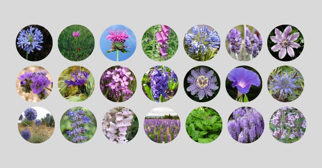 +100 Purple Things: Discover Nature's Unique Purple Treasure ...