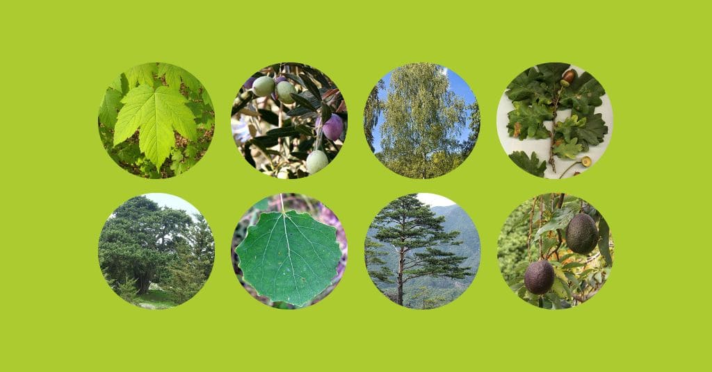 Green Things: Discover Nature's 100 Green Miracles - Eggradients.com