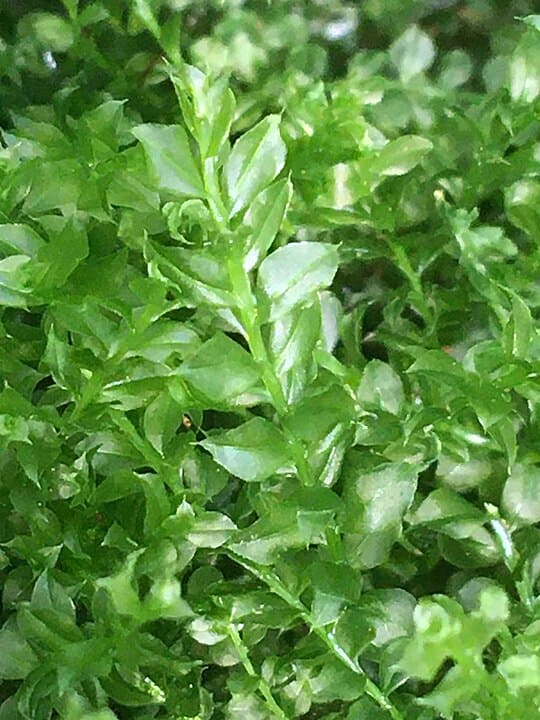 Green Things: Discover Nature's 100 Green Miracles - Eggradients.com