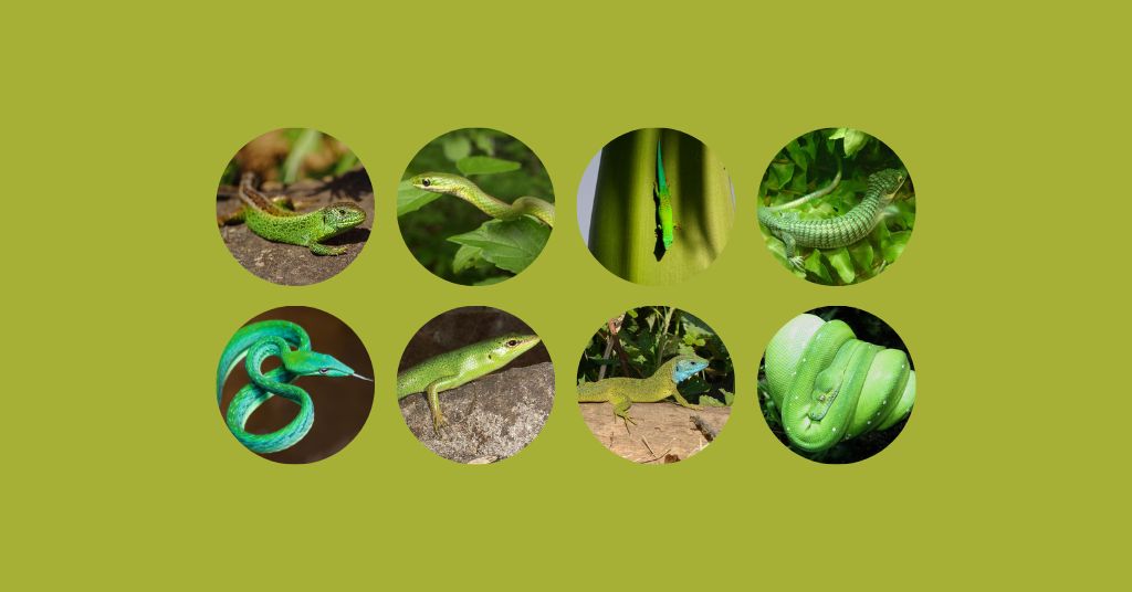 Green Things: Discover Nature's 100 Green Miracles - Eggradients.com