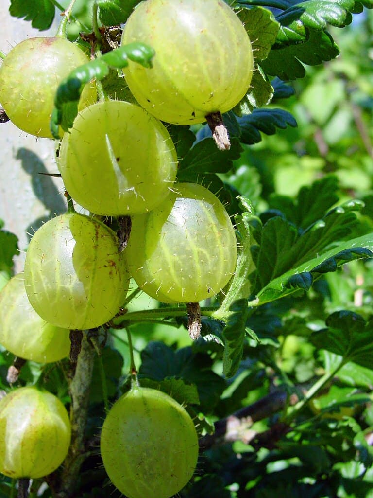 Green Things: Discover Nature's 100 Green Miracles - Eggradients.com