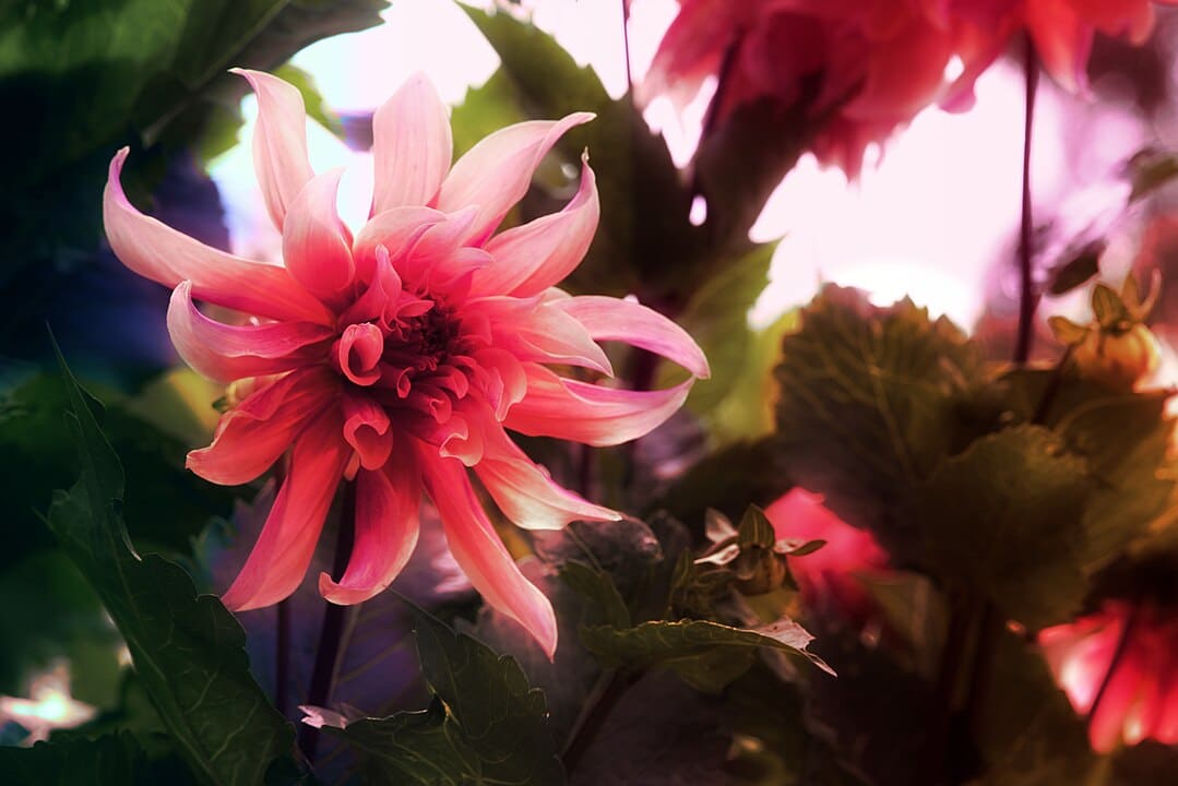 Red Things: +100 Examples of Dazzling Reds in Nature - Eggradients.com