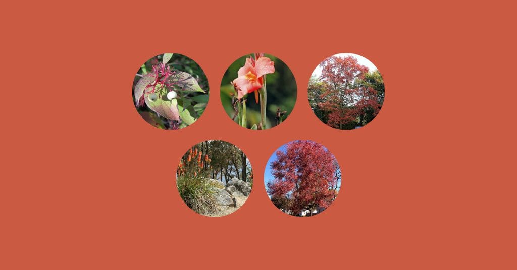 Red Things: +100 Examples of Dazzling Reds in Nature - Eggradients.com