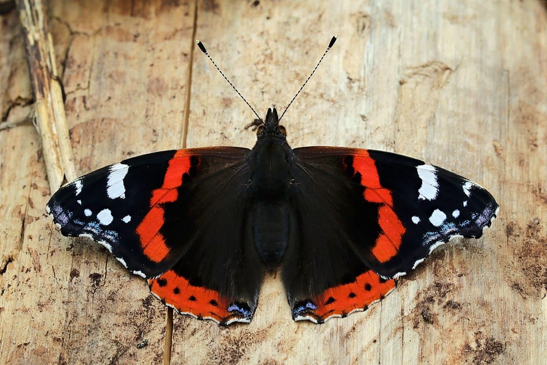Red Things: +100 Examples of Dazzling Reds in Nature - Eggradients.com