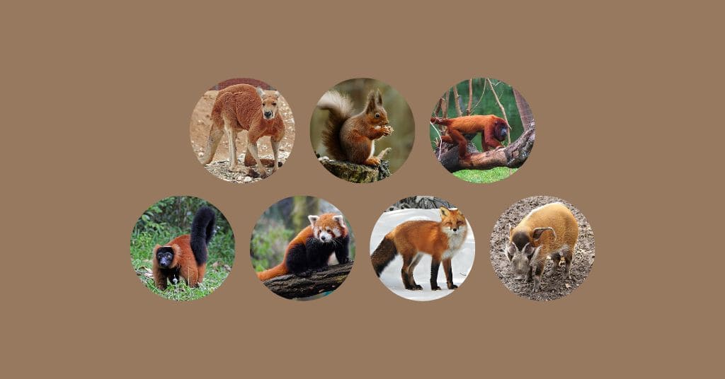 Red Things: +100 Examples of Dazzling Reds in Nature - Eggradients.com