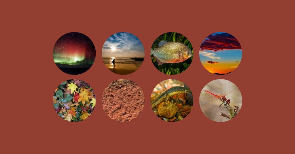 Red Things: +100 Examples of Dazzling Reds in Nature - Eggradients.com