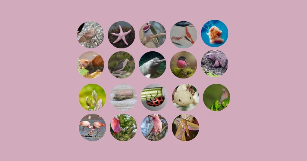 +100 Pink Things in Nature: Plants, Animals and Minerals - Eggradients.com