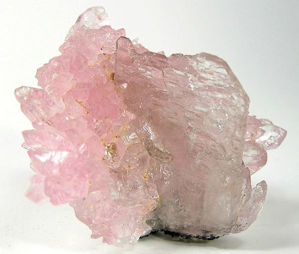 +100 Pink Things in Nature: Plants, Animals and Minerals - Eggradients.com