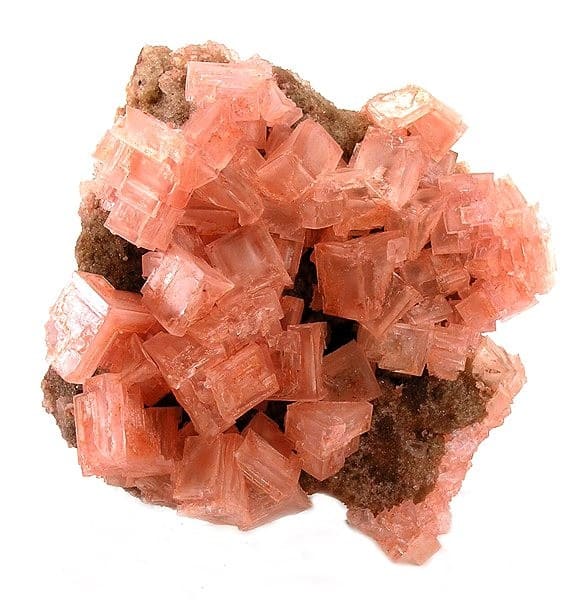 +100 Pink Things in Nature: Plants, Animals and Minerals - Eggradients.com